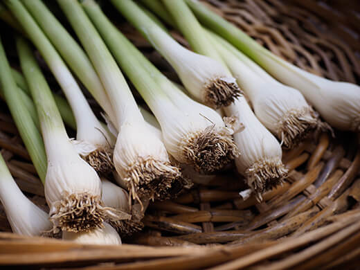 Growing & Harvesting Green Garlic